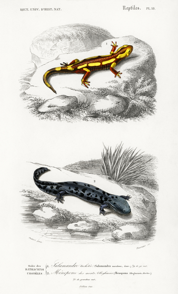 hellbender salamander drawing