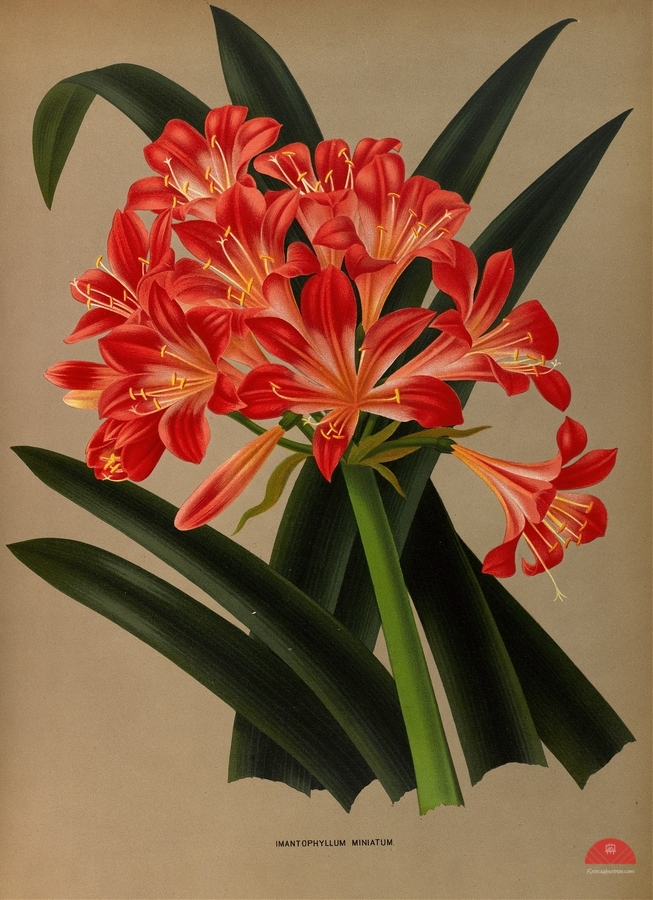 Album van Eeden : Haarlems flora : 1872-1881 by IStockHistory com Wall Art